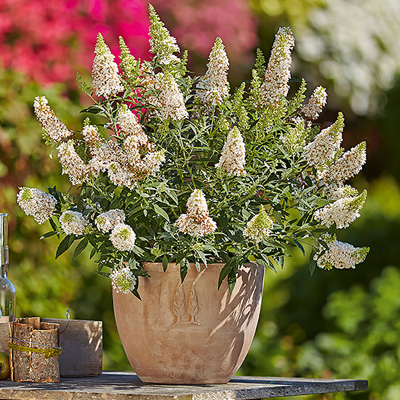 vlinderstruik-mini-(Buddleja-cultivars-Summer-Bird-White) - Tuinplanten ...