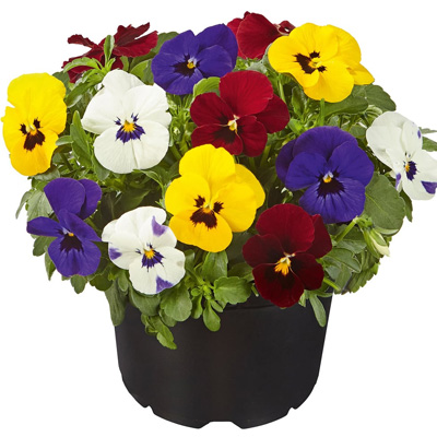 Viooltjes - Tuinplanten DEN KREUPEL