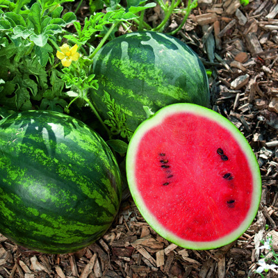 meloen-mini-balkon-watermeloen (Citrullus-lanatus-Mini-Love-F1 ...