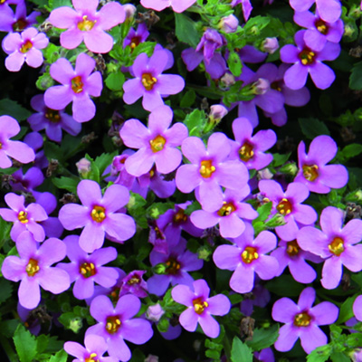 bacopa (Sutera-diffusus-Bacopa-Baristo ® -Pink) - Tuinplanten DEN KREUPEL